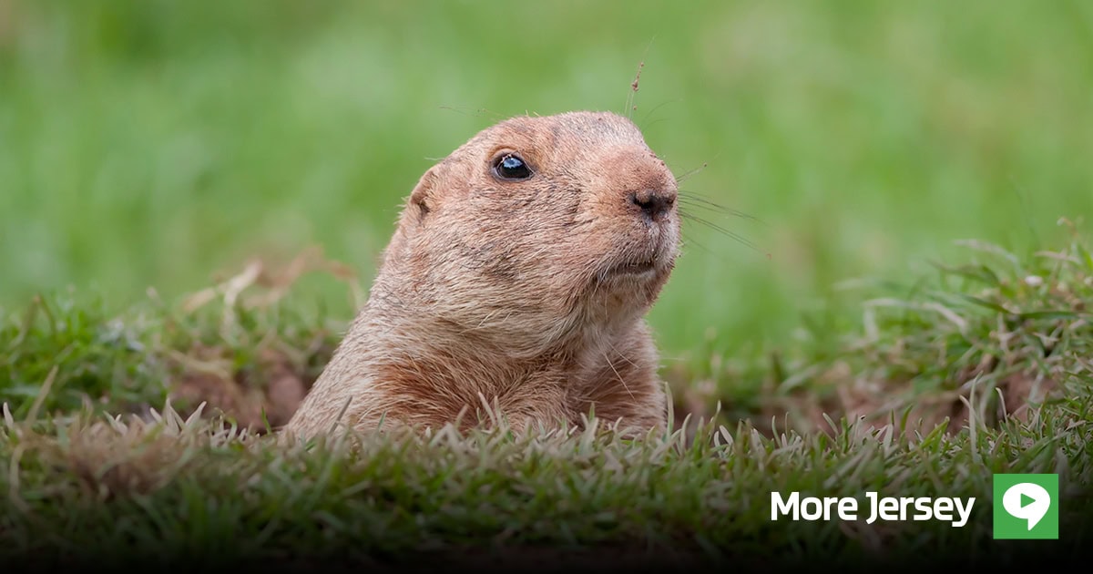 Groundhog Day Celebration - More Jersey: NJ Events Calendar